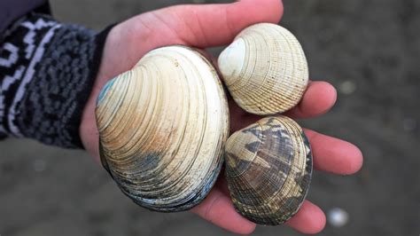 Whats Your Favorite Clam To Eat I Foraged For Butter Native Pacific