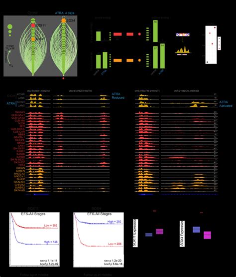 switching of lineage specific transcription factors induces