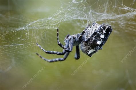 Tent Web Spider Stock Image C047 9868 Science Photo Library