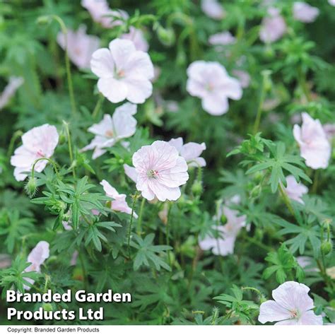 Geranium Hardy Mix