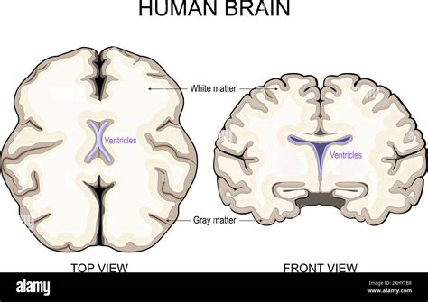 Brain Anatomy White Matter And Gray Matter Cerebral Cortex And Brain Ventricles With
