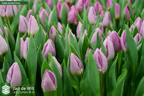 Candy Prince ® Tulip Jan De Wit En Zonen B V