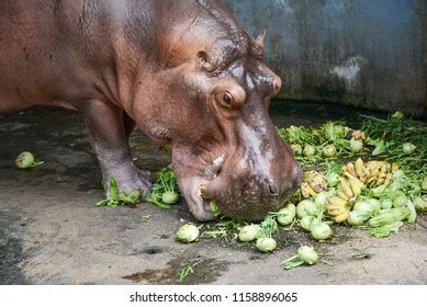3 462 Imágenes De Hippopotamus Eating Imágenes Fotos Y Vectores De