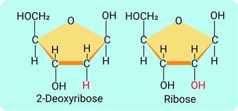 Désoxyribose Over 6 923 Royalty Free Licensable Stock Illustrations And Drawings Shutterstock