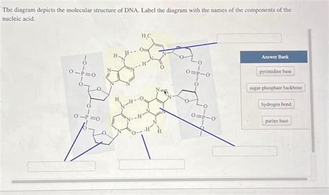 Solved The Diagram Depicts The Molecular Structure Of Dna