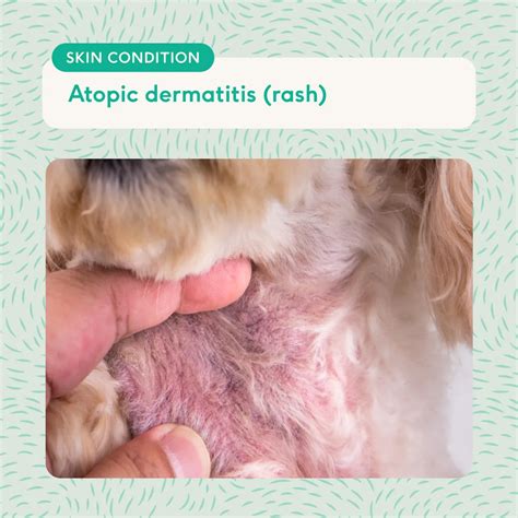 How To Treat Contact Dermatitis In Dogs