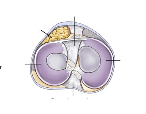 Superior View Of Articular Surface Of Tibia Quiz