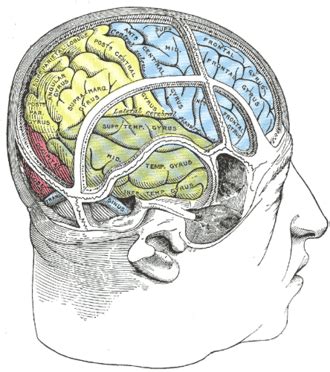 Lobe Temporal — Wikipédia