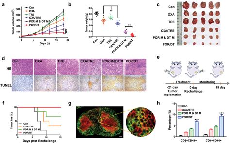 Antitumor Efficiency And Immune Memory In Ct26‐bearing Mice A Growth