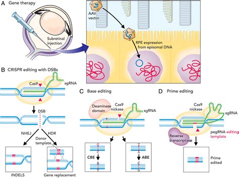 Germ Line Gene Therapy Gene Therapy