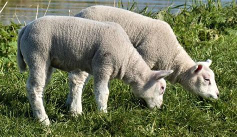 How To Prevent Selenium Deficiency In Sheep Hobby Farms