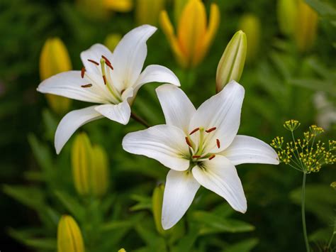 Lily Planting And Caring For This Pristine Pure Flower