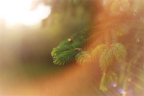 아름 다운 자연 배경입니다 여름 봄 개념입니다 복사 공간 아름 다운 반짝이는 보 케와 함께 석양의 따뜻한 햇빛의 광선에 자연에서 무성 한 전나무 가지 디자인을 위한 템플릿