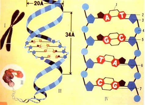 Dna分子结构模式图百度知道