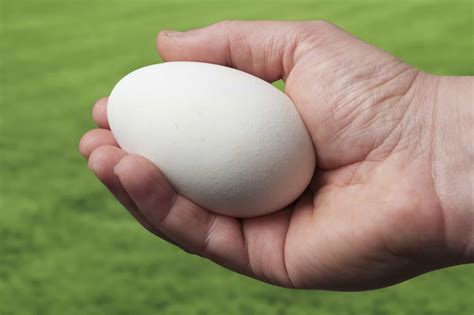 Goose Eggs Everything You Need To Know Bird Helpful