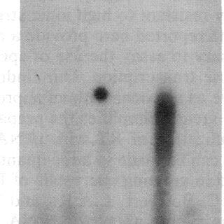 Viral Sequences To The Primer Binding Site Seem To Confer Download Scientific Diagram