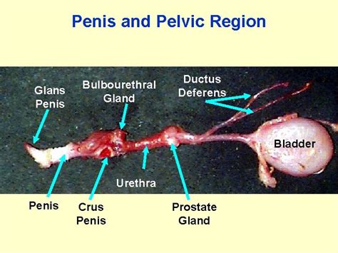 Reproduction In The Cat Feline Physiology And Reproduction