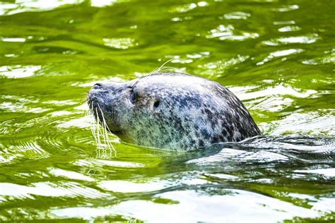 Cabeza De Foca Mirando Fuera Del Agua Cierre Del Mamífero Especies En Peligro De Extinción