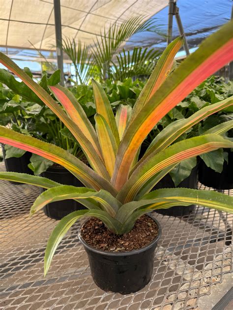 Explore The Collection Of Bromeliad Plants Eureka Farms