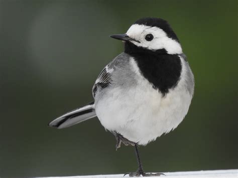 Фрак Пикабу