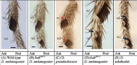 D Melanogaster Mutants Which Mimic Aspects Of B Morphology And