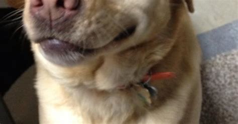 My 6 Year Old Yellow Labrador  Of Tapeworm Being Extracted From A