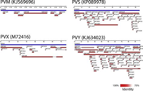 Examining Virus Elimination Techniques In Potato Germplasm Norgen Biotek Corp