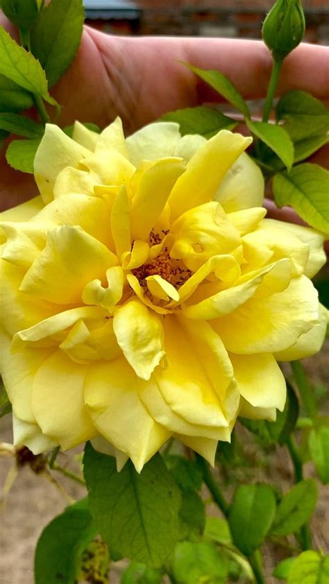 💁🏻‍♀️🌞🌼Мои прекрасные розы🤩 Flowers Plants Rose