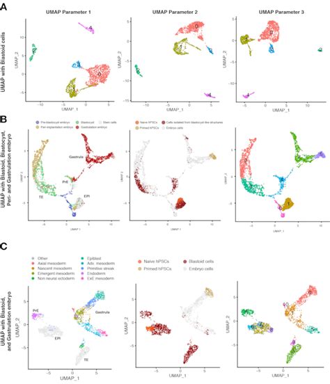 Protocol For Human Blastoids Modeling Blastocyst Development And Implantation Scientific