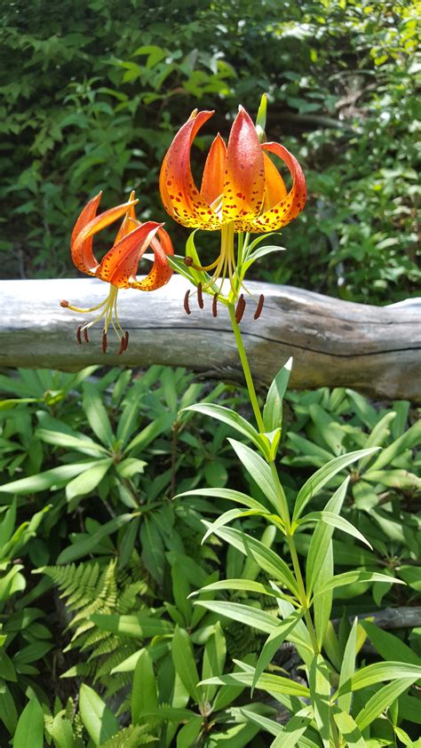About Turks Cap Lily Maryland Biodiversity Project