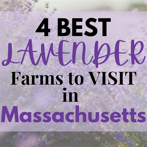 16 Best Lavender Farms In Idaho To Visit This Year Abundantly Blessed