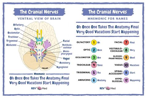 Cranial Nerves Anatomy Mnemonic By Rev Med Cranial Cranial Nerves Anatomy Nerve
