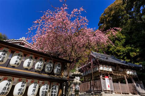 2023桜咲く京都 六所神社の紅枝垂桜 花景色K W C PhotoBlog