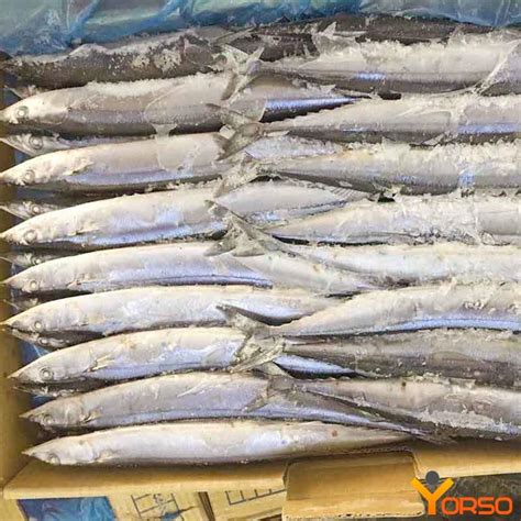 Pacific Saury Frozen Wr 3 80 100 110