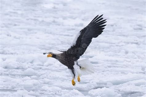 Flight Of The Stellar Eagle Taking The Flight From The Drift Ice Stock