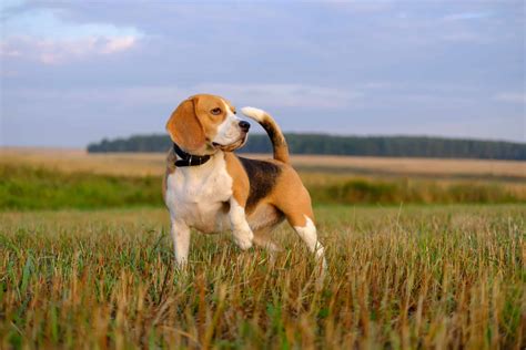 10 Beagle Colors Choose Your Best Color Combinations