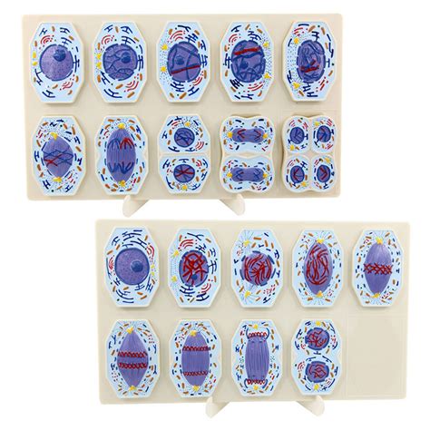 Plant Cell Mitosis Model Learning Resources Cross Section Plant Cell
