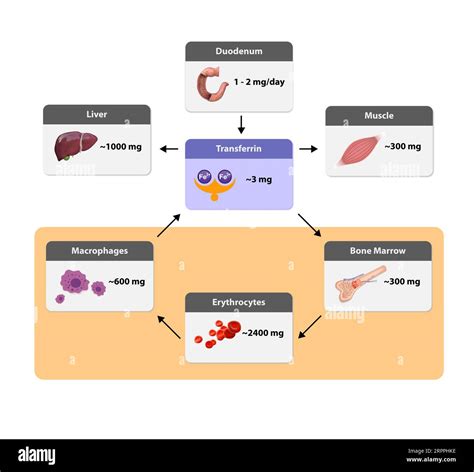 Distribution Of Iron In The Body Iron Metabolism From Liver