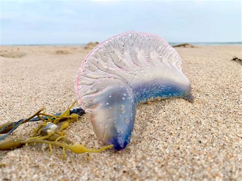 Download Portuguese Man O War Strandedon Beach Wallpaper