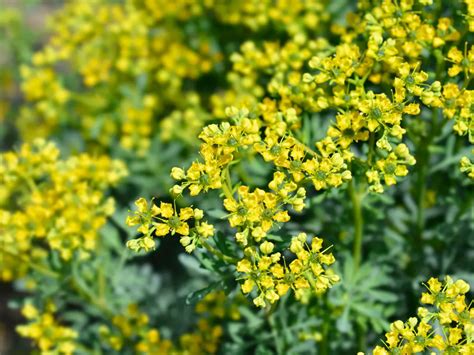 9 Health Benefits Of Rue How To Make Rue Tea And Its Side Effects