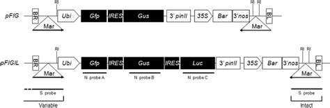 Schematic Representation Of The Super Binary Vectors Used For Rice Download Scientific Diagram