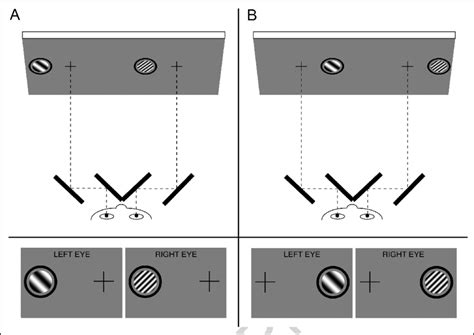Top Schematic Of An Example Visual Display And Mirror Stereoscope In