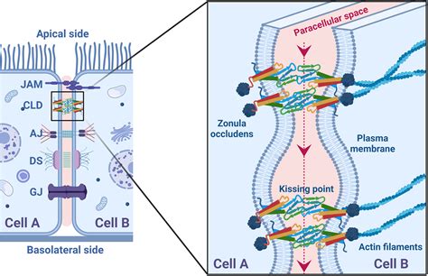 Biophysics Of Claudin Proteins In Tight Junction Architecture Three