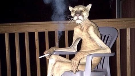 Cigar Cougar Cursed Panther Smoking Know Your Meme