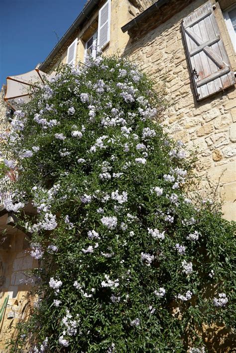 Solanum Jasminoides Potato Vine Climber Wall Shrubrhs
