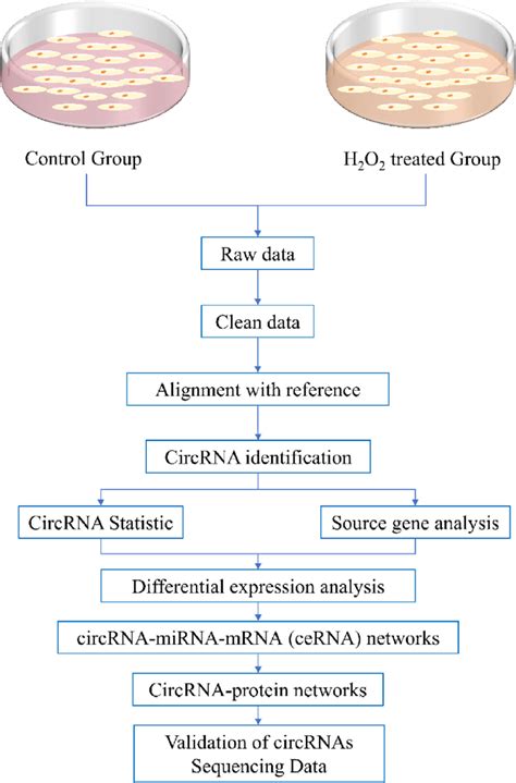 Flowchart Of The Differentially Expressed Circrnas Analysis Download