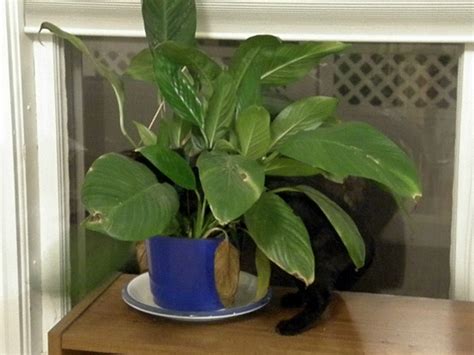 Poisonous Plants For Cats