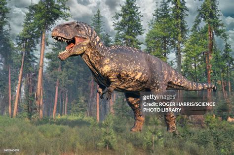 Giganotosaurus Dinosaur Illustration High Res Vector Graphic Getty Images