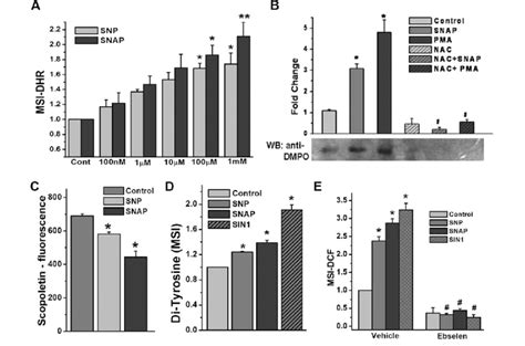 Characterization Of Various Reactive Species Formed In Pmns Following