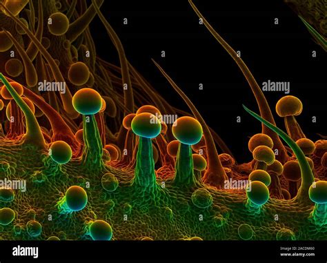 Cannabis Leaf Surface Coloured Scanning Electron Micrograph Sem Of The Surface Of A Cannabis